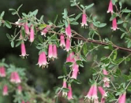 Discover the Blooms: Top Ten Hardy Flowering Shrubs for Canberra's ...